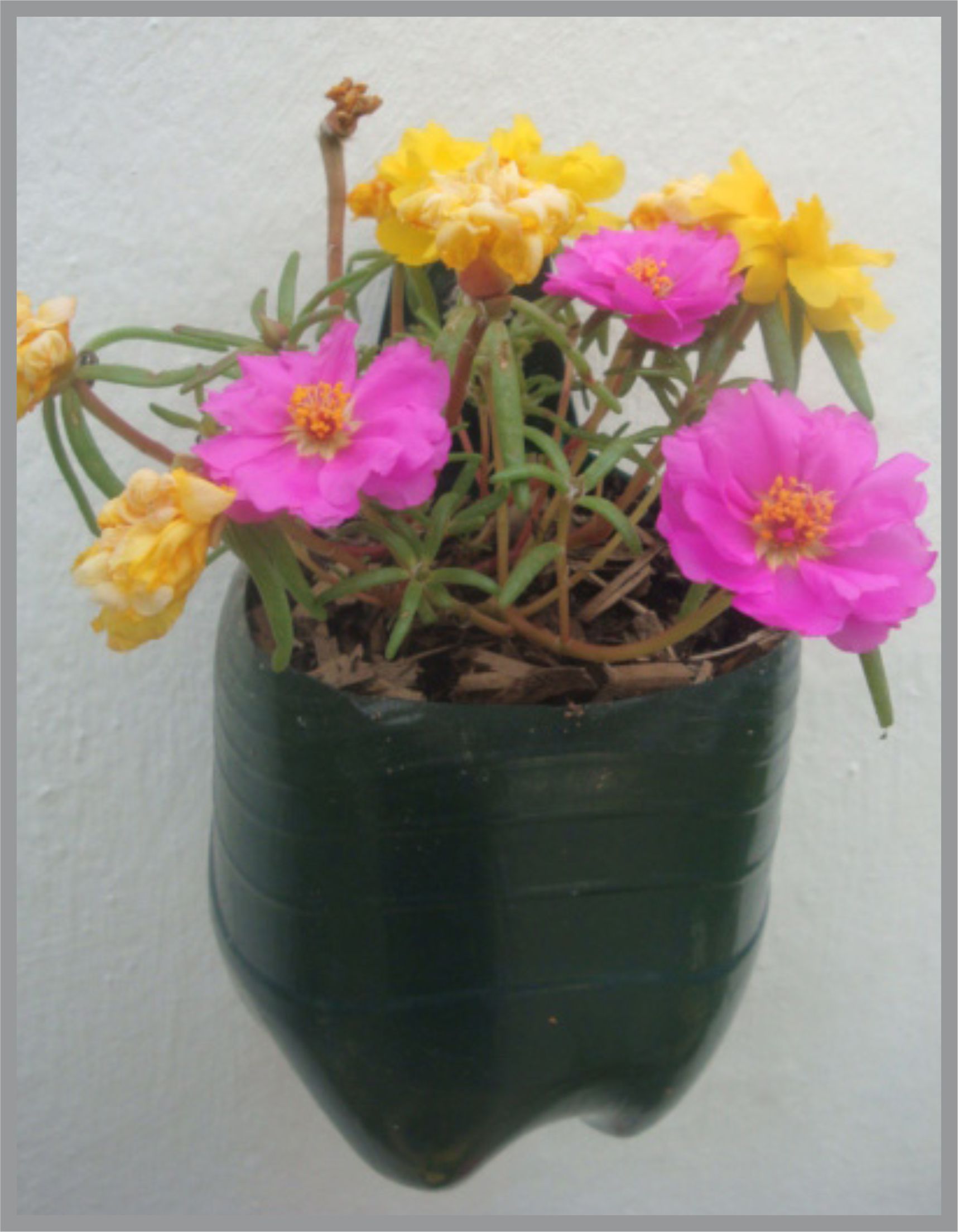 Dinâmica - Plantando uma muda :: Passatempo Espírita - Evangelização ...